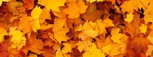 Progi punktowe w rekrutacji na studia - 2025/2026